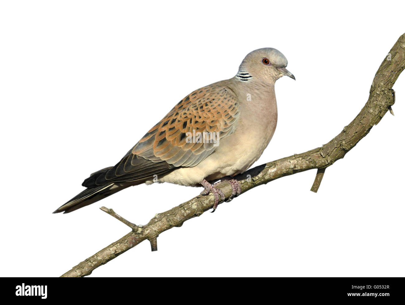 Land of the turtle dove Cut Out Stock Images & Pictures - Alamy