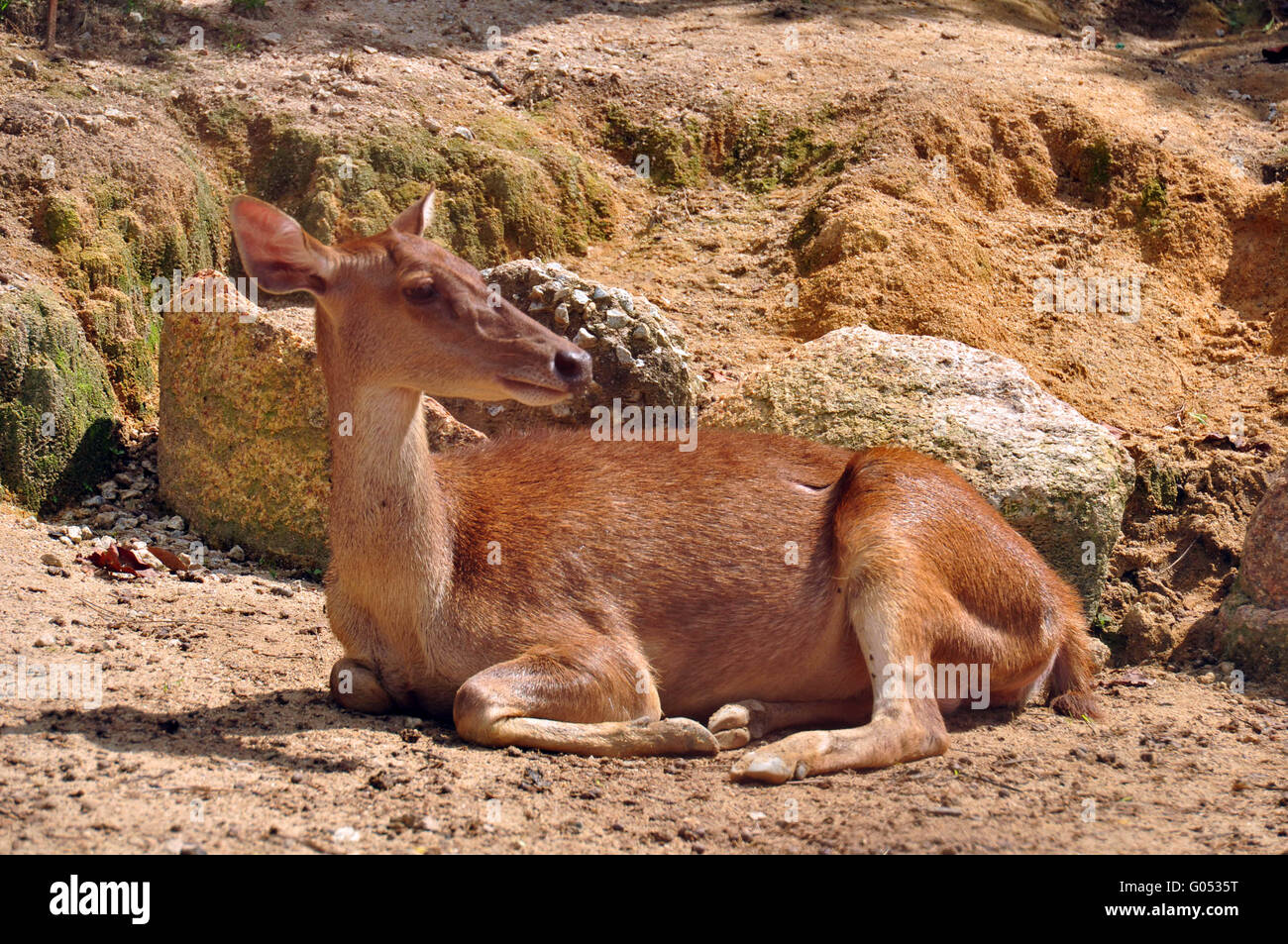 Tame Animal High Resolution Stock Photography and Images - Alamy