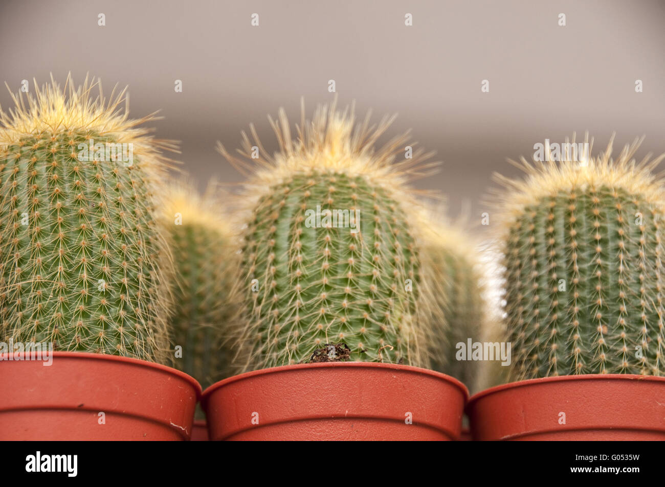 Cactus shape hi-res stock photography and images - Alamy