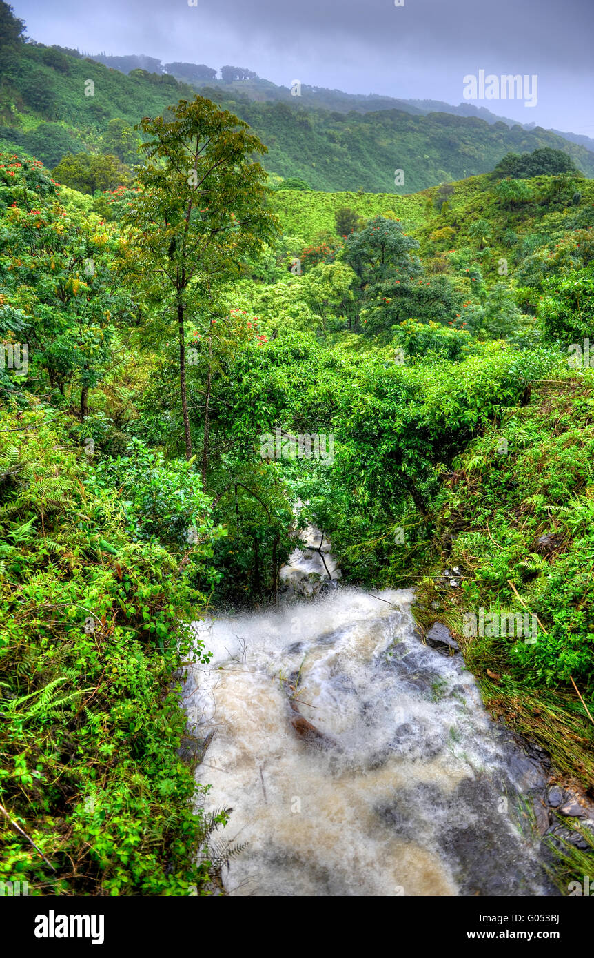 Rainforest maui hi-res stock photography and images - Alamy