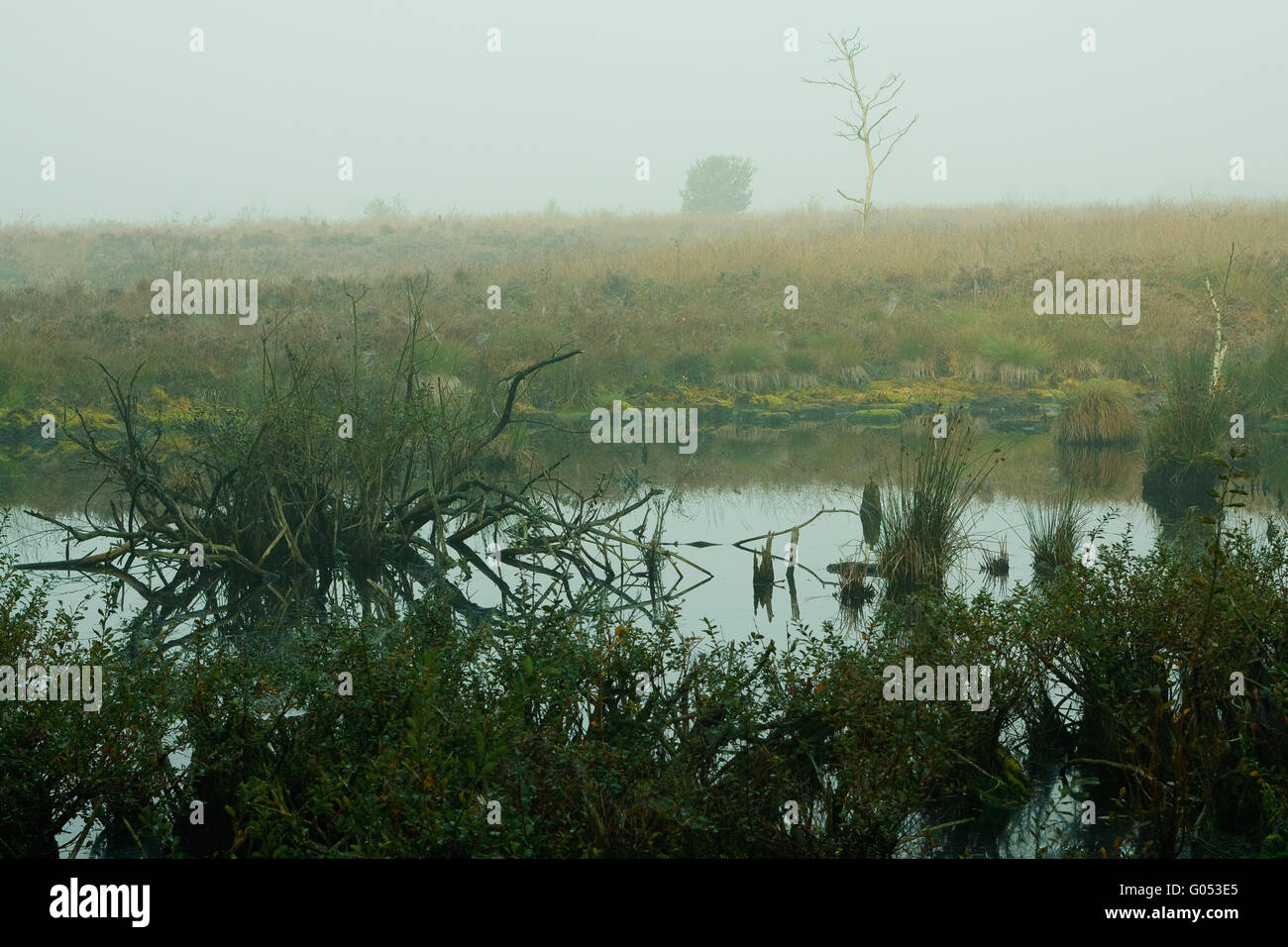 high moor with fog Stock Photo - Alamy