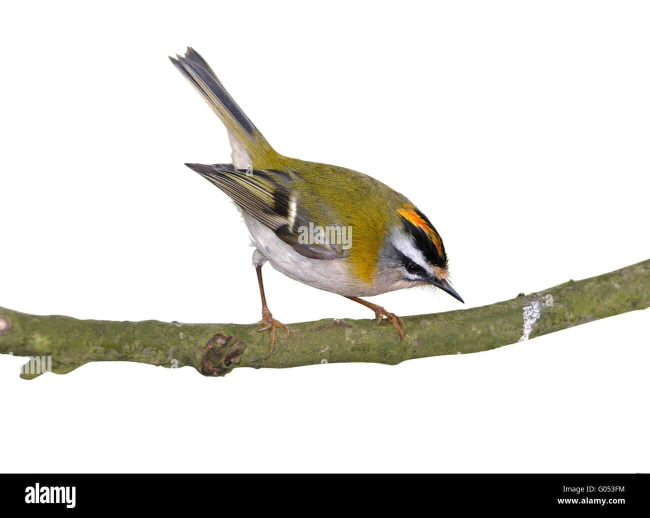 Firecrest bird hi-res stock photography and images - Alamy