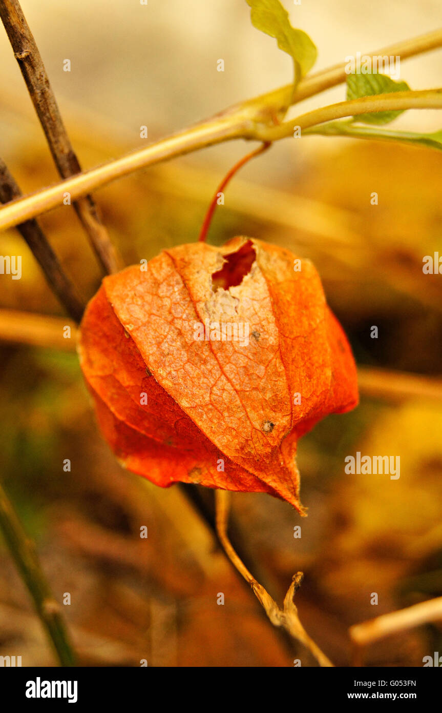 Phisalis hi-res stock photography and images - Alamy