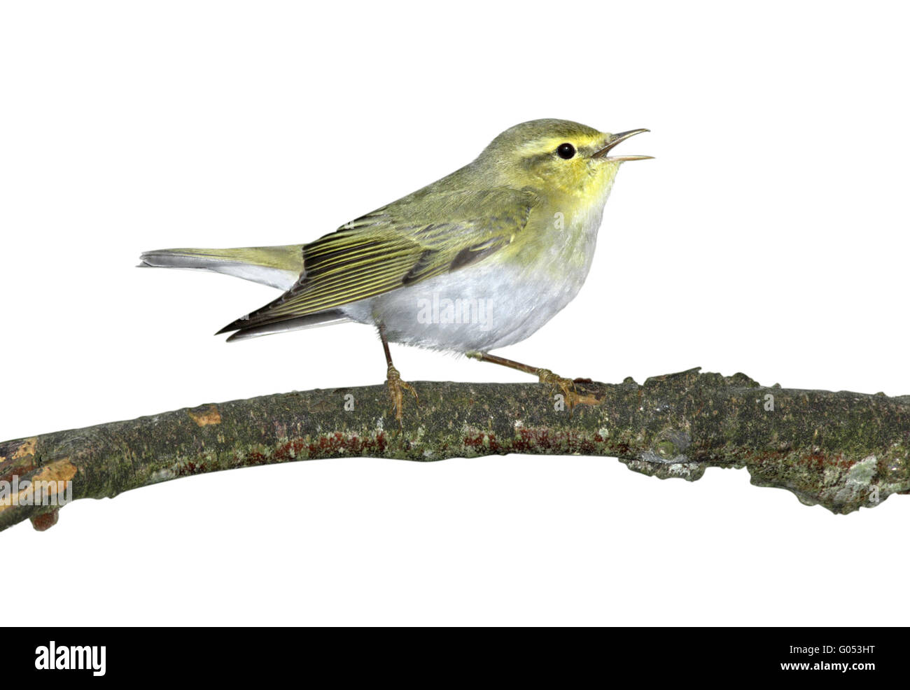 Wood Warbler - Phylloscopus sibilatrix Stock Photo - Alamy