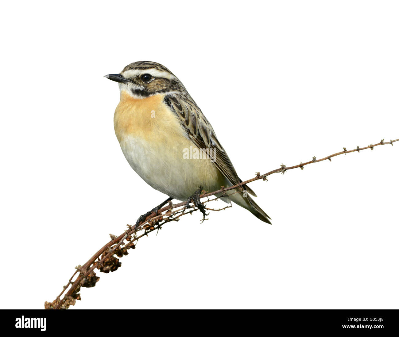 Adult whinchat Cut Out Stock Images & Pictures - Alamy