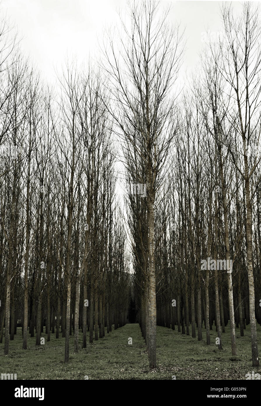 Poplar wood plantation hi-res stock photography and images - Alamy