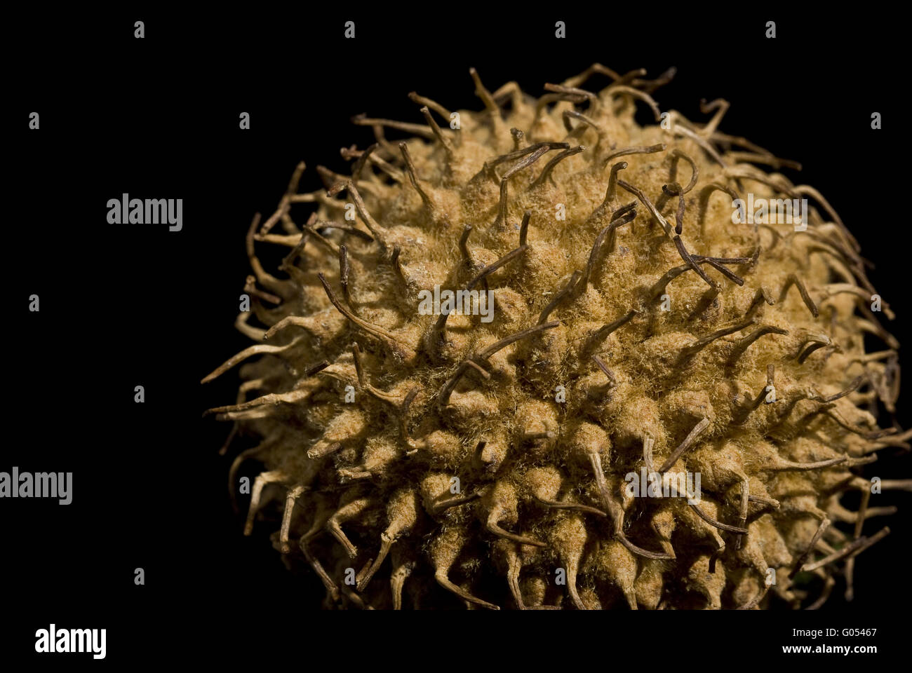 Plane tree platanus seed ball hi-res stock photography and images - Alamy