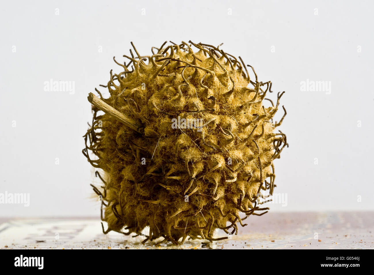 Plane Tree Platanus Seed Ball High Resolution Stock Photography and ...