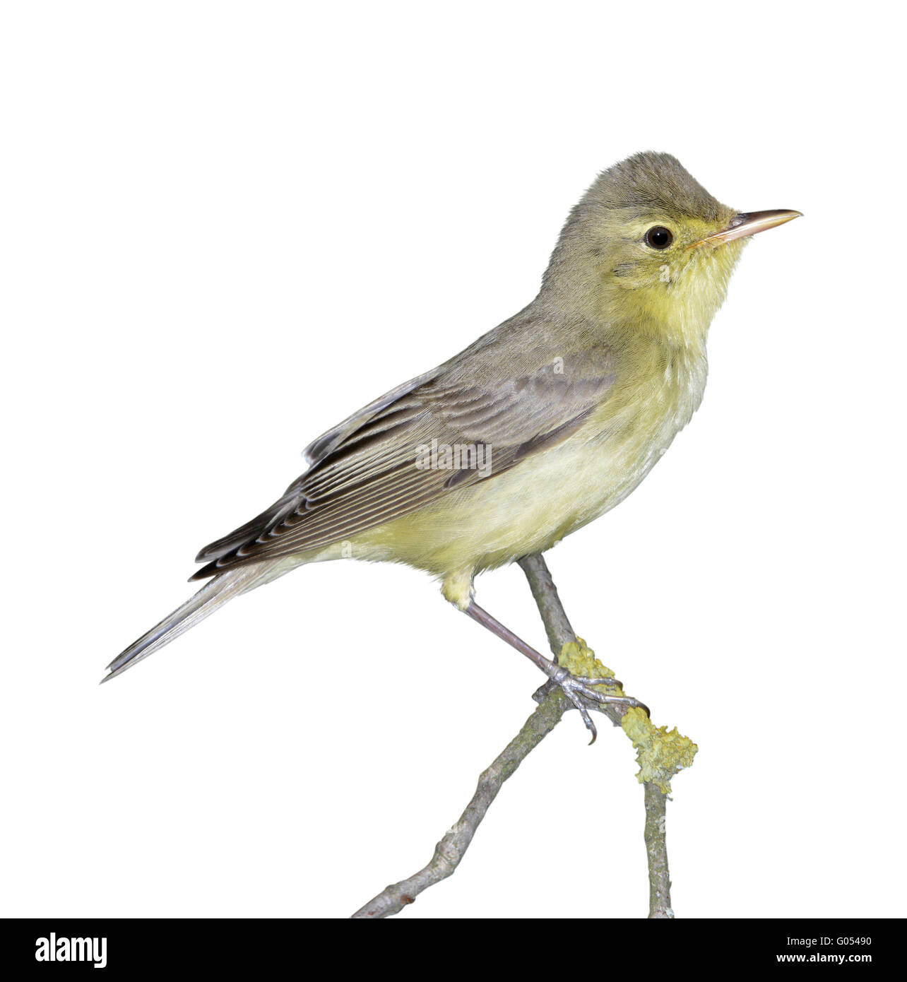 Warbler Cut Out Stock Images & Pictures - Alamy