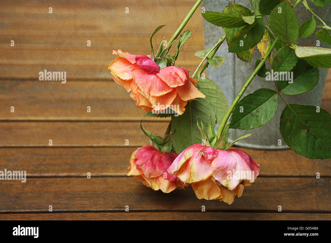 Drei rosen hi-res stock photography and images - Alamy