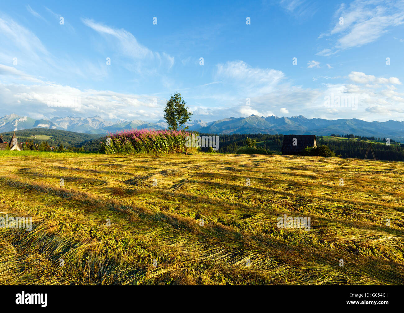 Summer mountain evening country view with mown field Stock Photo - Alamy