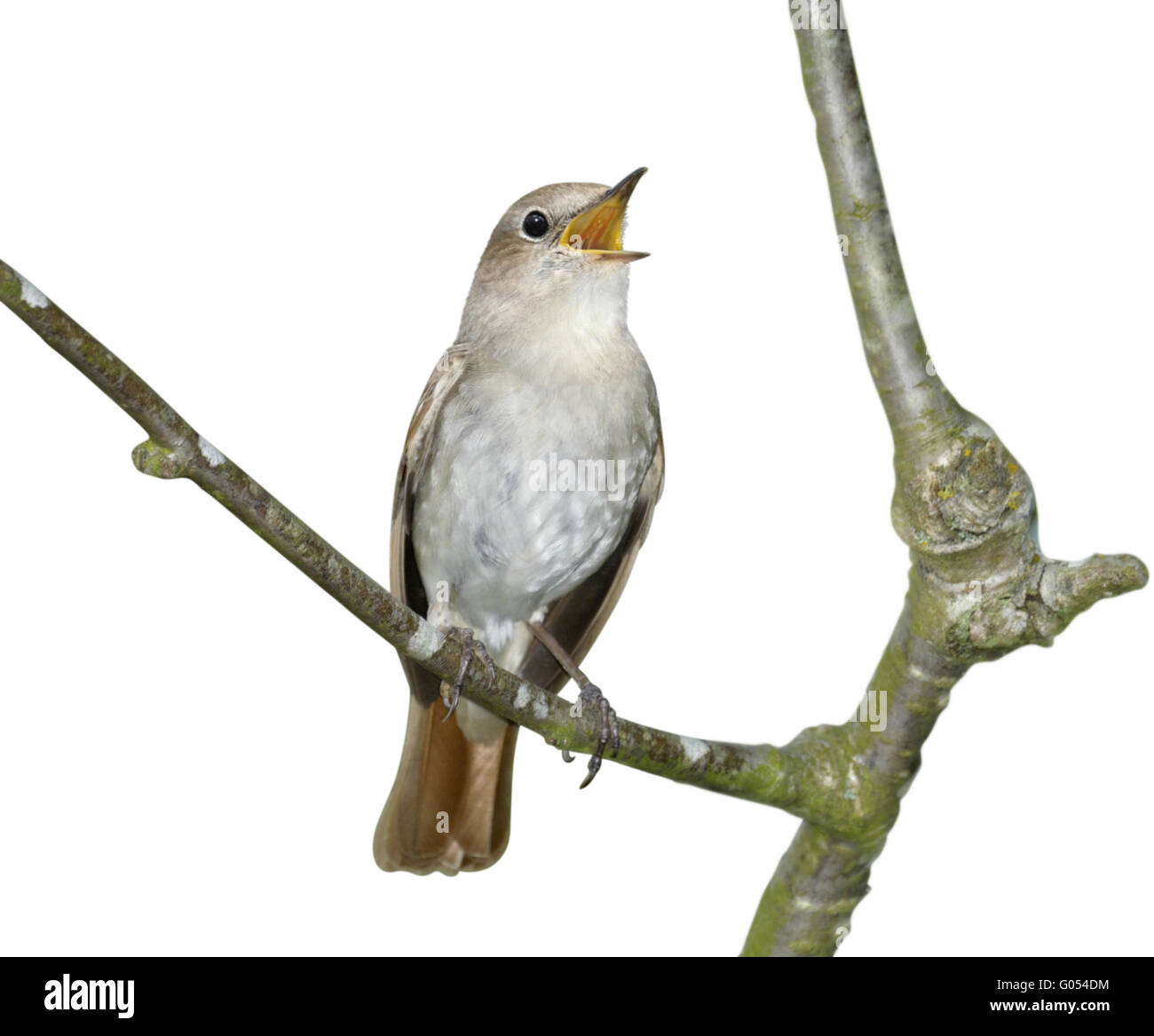 Nightingale singing Cut Out Stock Images & Pictures - Alamy