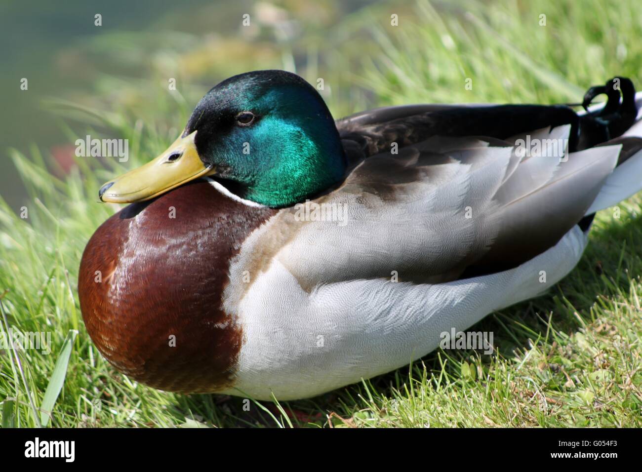 Male Mallard duck Stock Photo - Alamy