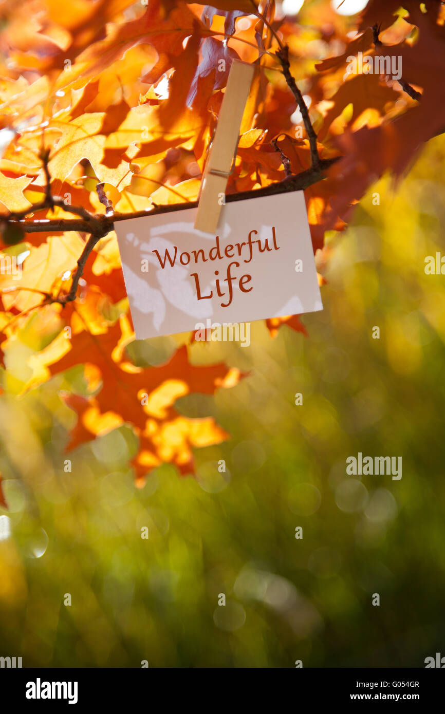 The word Wonderful Life attached to a tree Stock Photo - Alamy