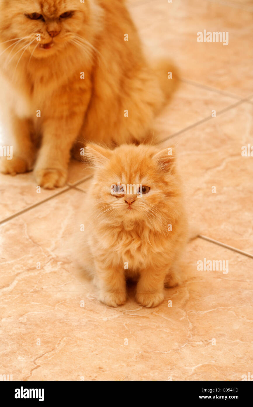Golden persian cat hi-res stock photography and images - Alamy
