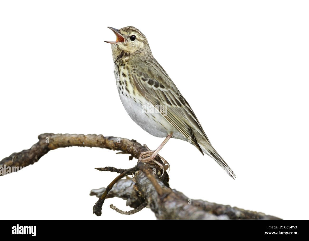 Tree pipit bird singing summer hi-res stock photography and images - Alamy