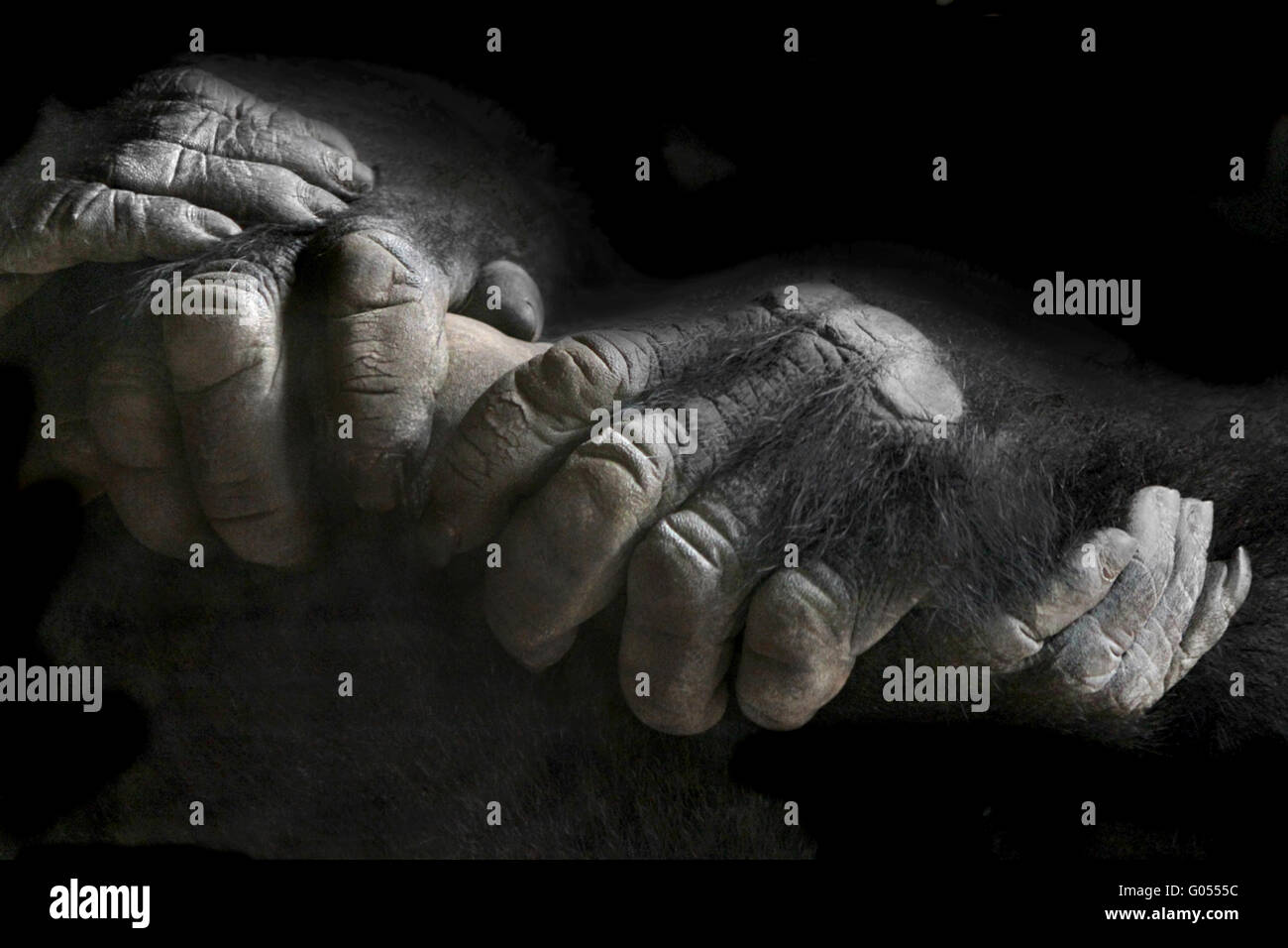 Primates hands hi-res stock photography and images - Alamy