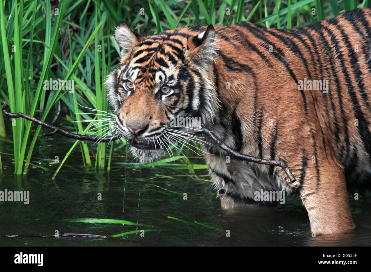 Sneaking tiger hi-res stock photography and images - Alamy
