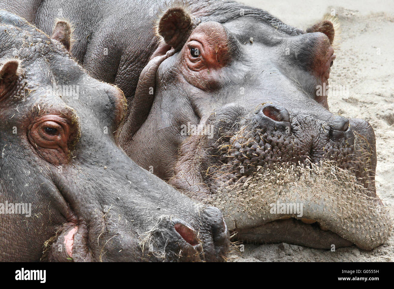 Hippopotamus amphibius skin close hi-res stock photography and images ...