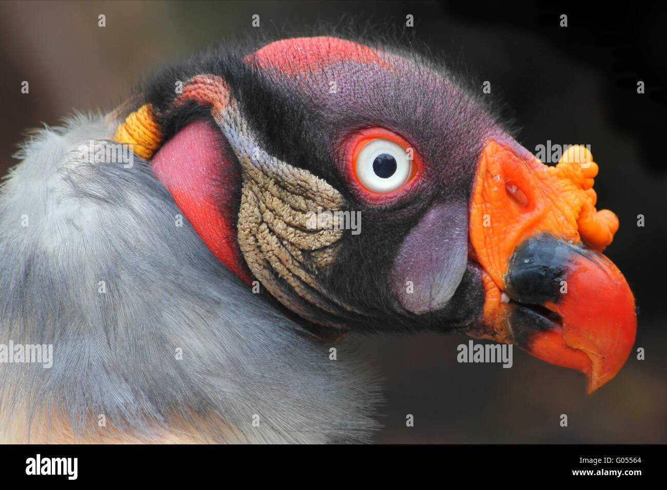 Aasvogel hi-res stock photography and images - Alamy