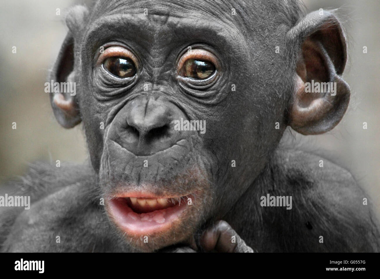 Chimpanzee look hi-res stock photography and images - Alamy