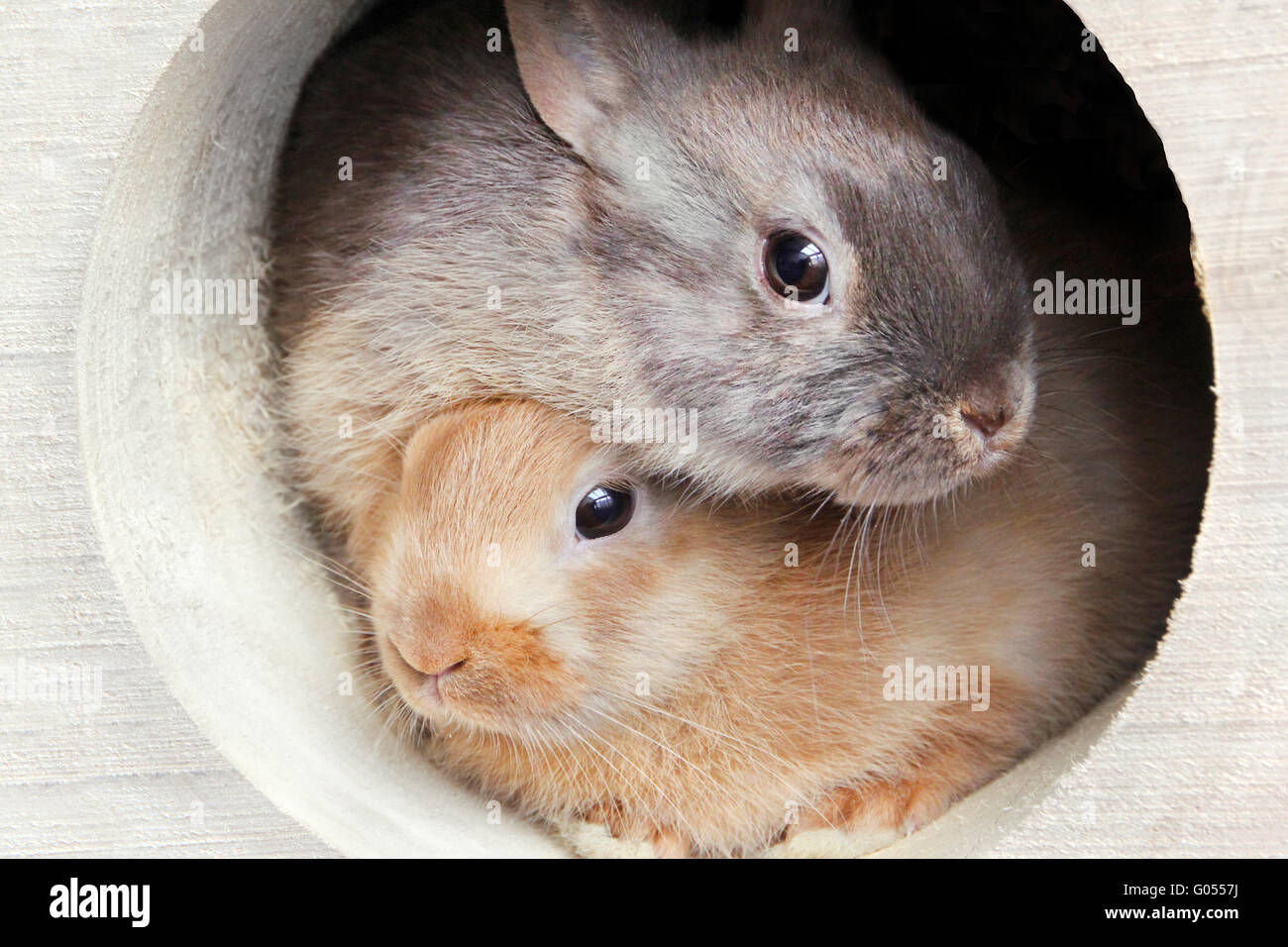 Pygmy rabbit enclosure hi-res stock photography and images - Alamy