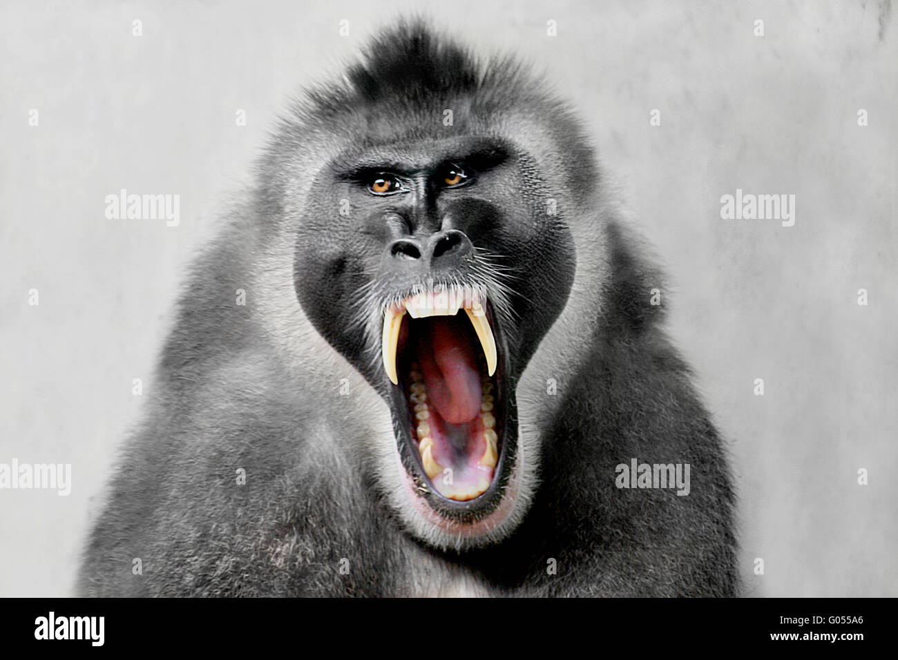Drill ape primate hi-res stock photography and images - Alamy