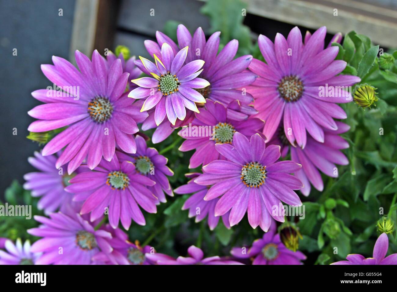 Majorca flowers hi-res stock photography and images - Alamy