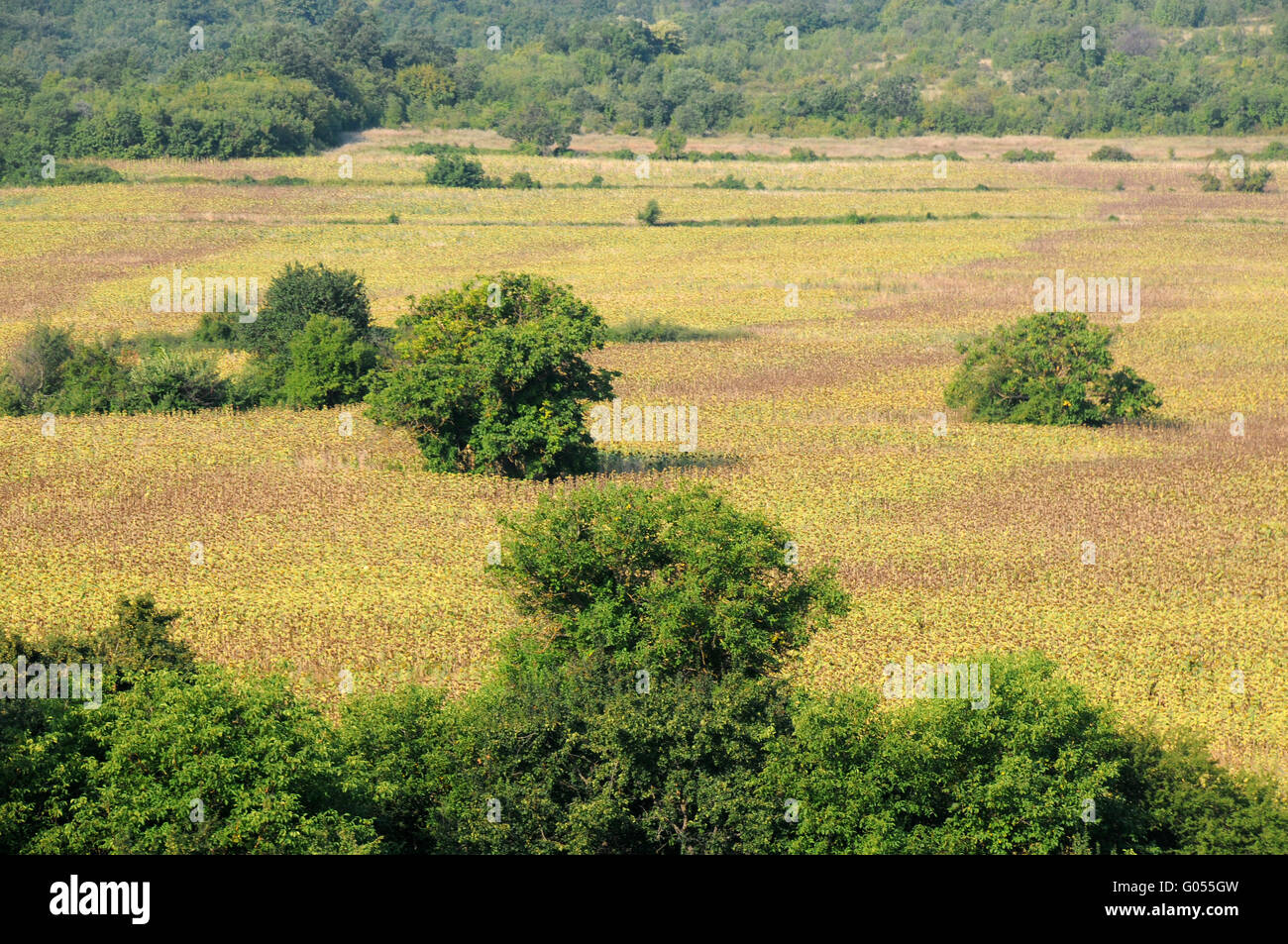 Faded Sunflowers and Green Vegetation Stock Photo - Alamy