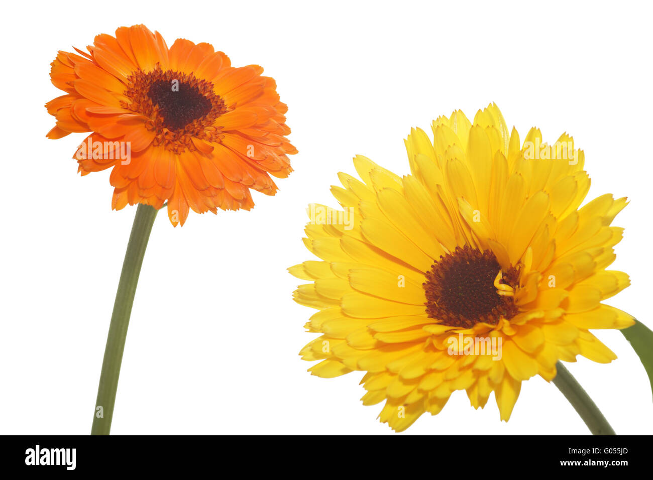 Marigold flowers on white (Calendula officinalis Stock Photo - Alamy