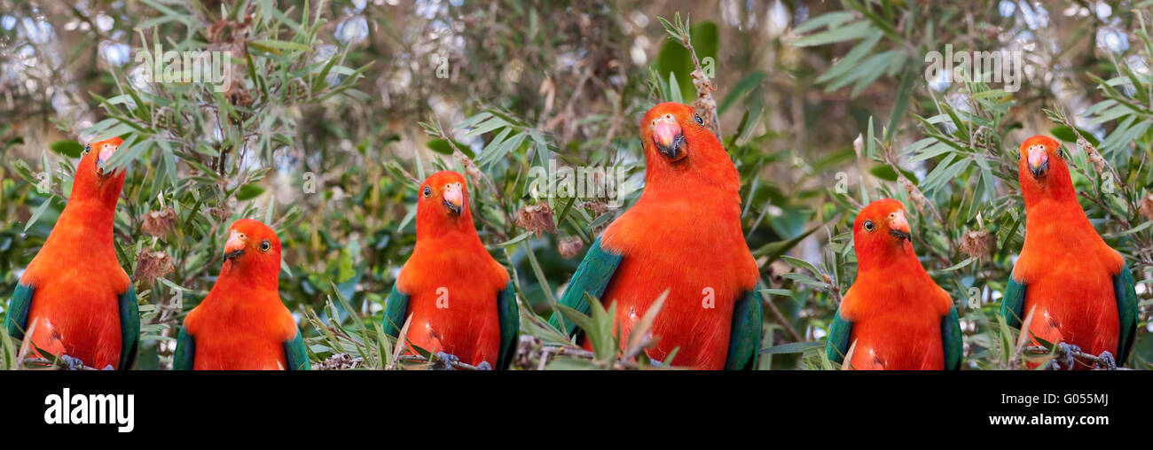 King parrots hi-res stock photography and images - Alamy
