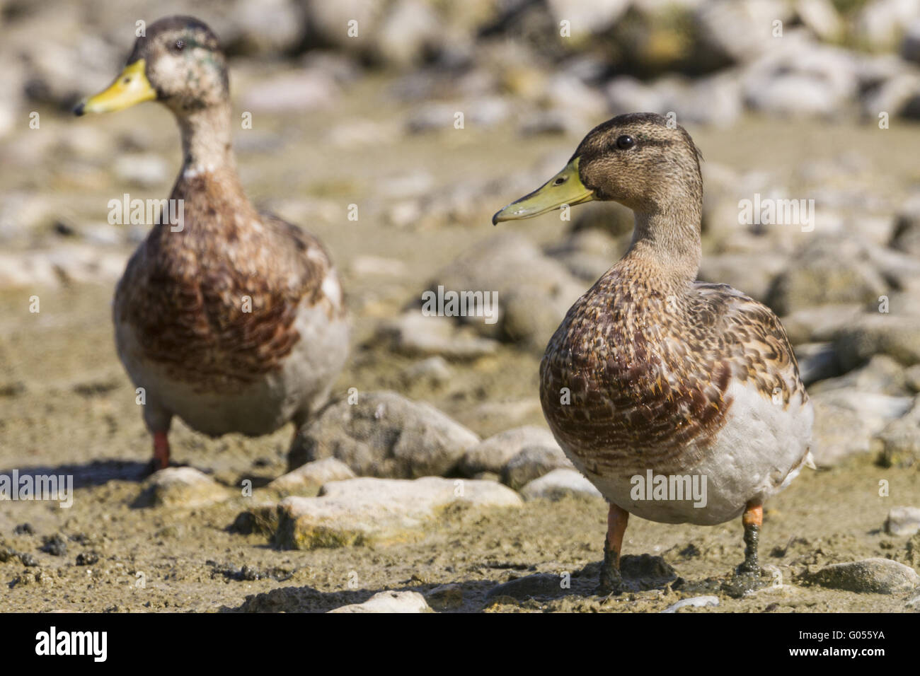 Muddy bird hi-res stock photography and images - Alamy