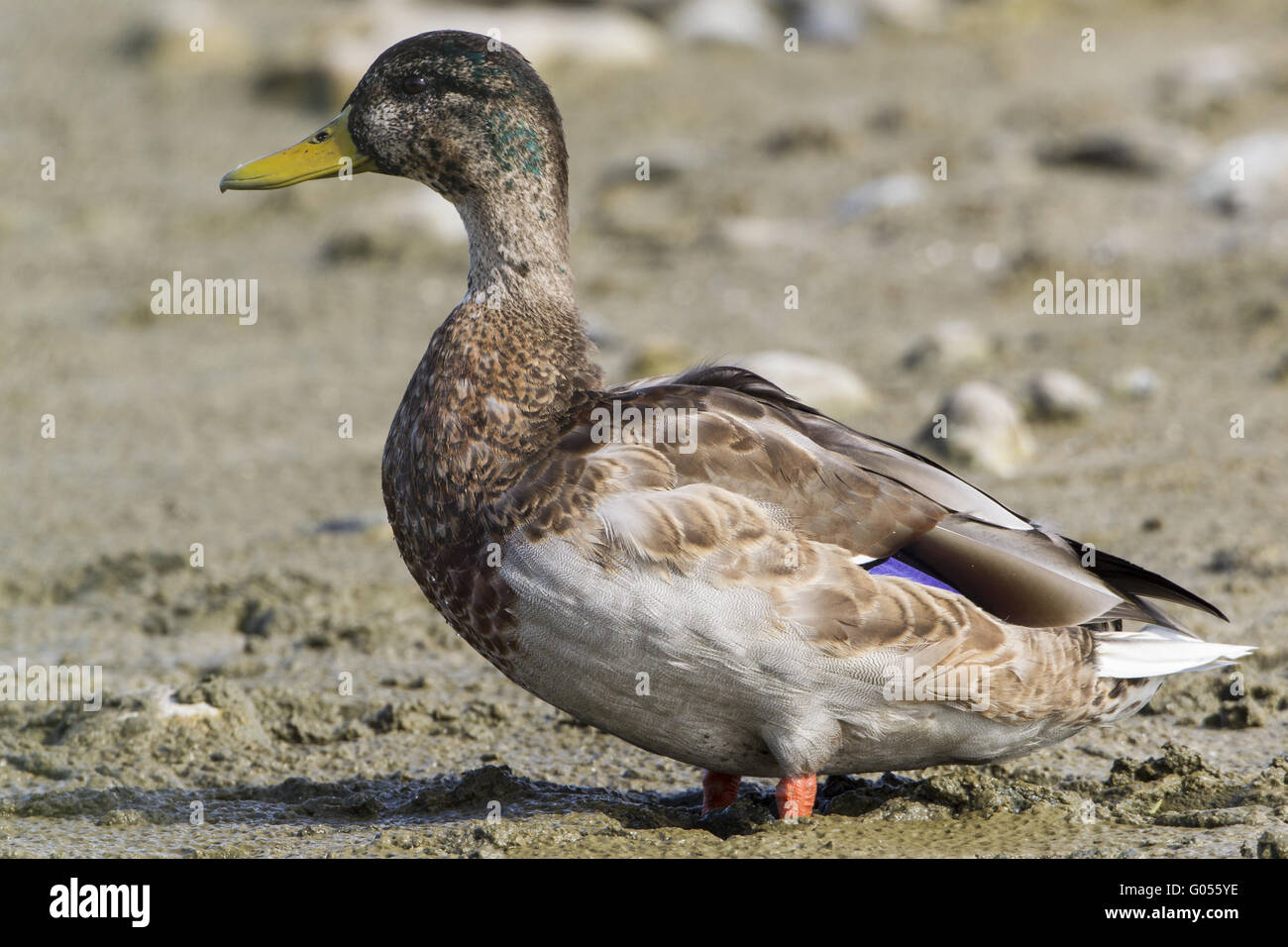 Mallard cross duck hi-res stock photography and images - Alamy