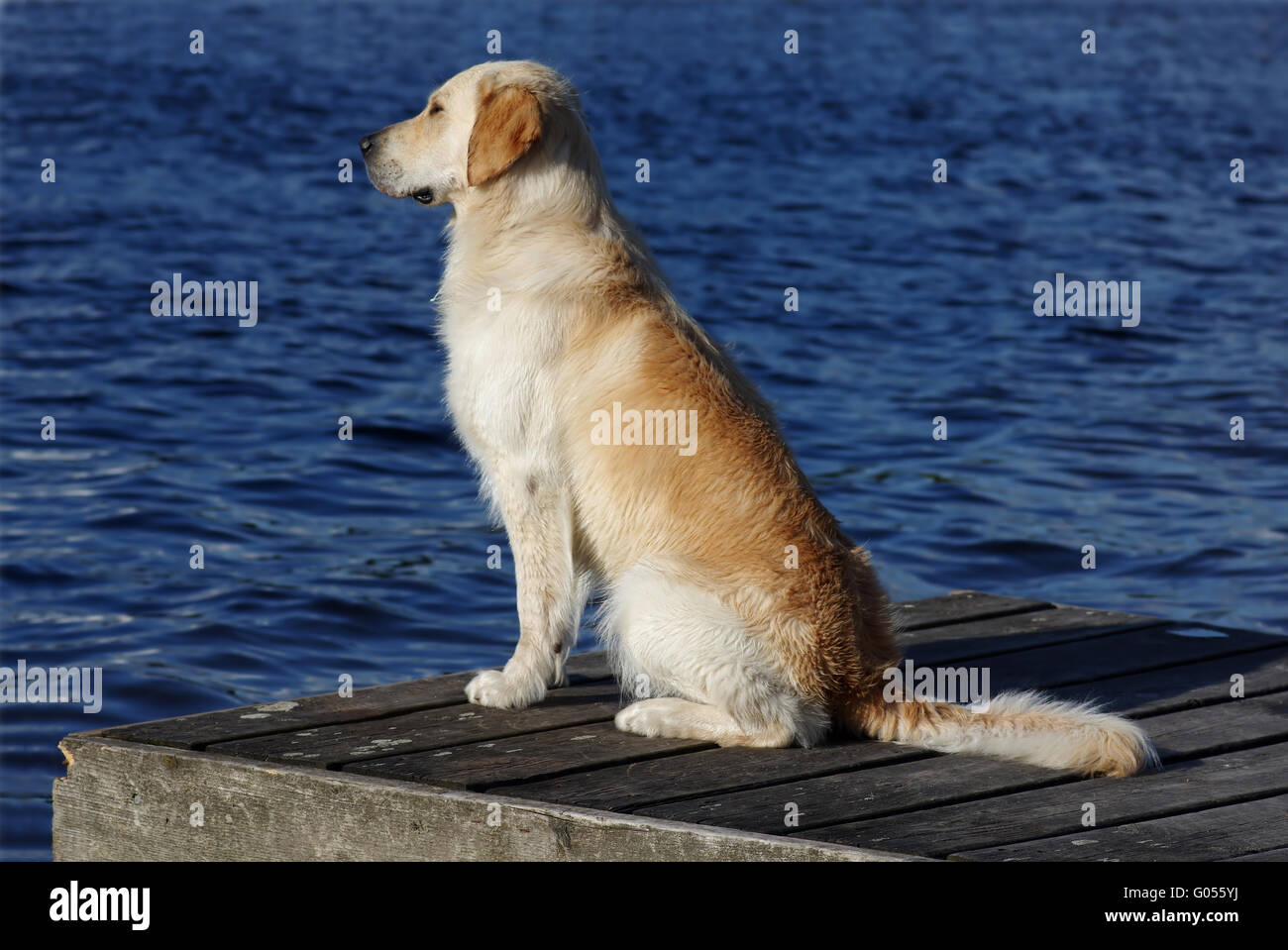 Dog with waves hi-res stock photography and images - Alamy