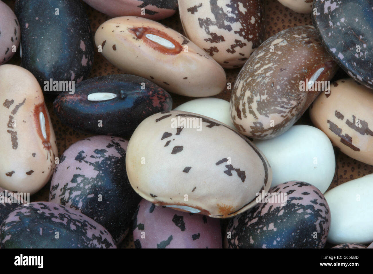 Bohnen pinto hi-res stock photography and images - Alamy