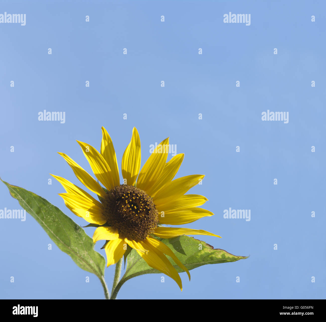 sunflower, light blue sky Stock Photo - Alamy