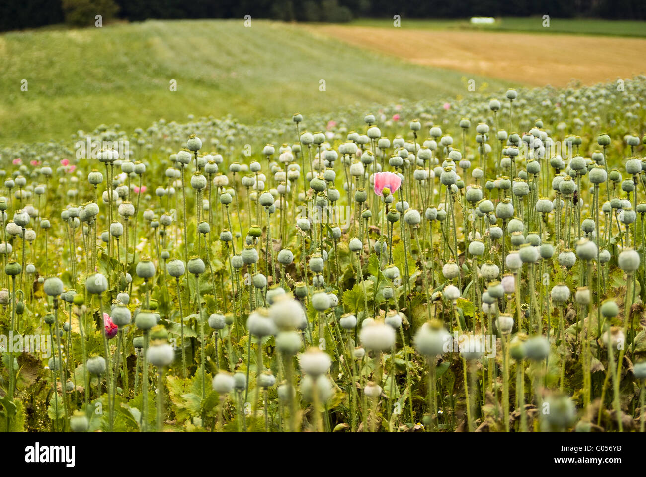 Hopp field hi-res stock photography and images - Alamy