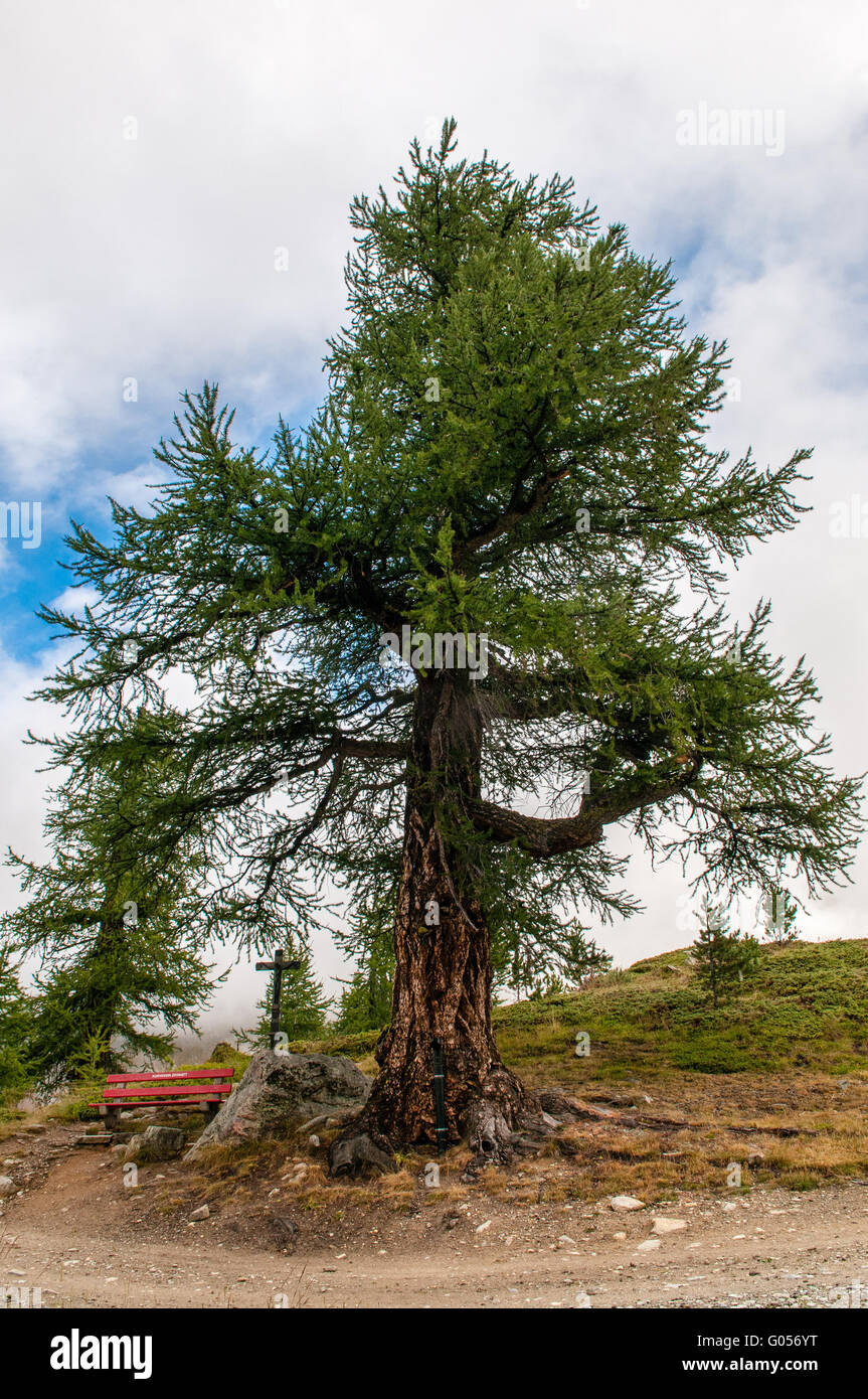 Europaische larche hi-res stock photography and images - Alamy