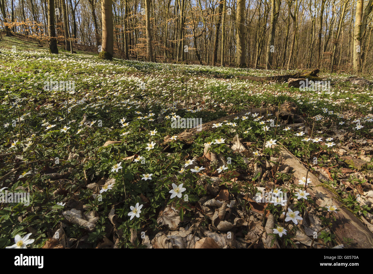 Anemones Flowering In The Woodland Berkshire UK Stock Photo - Alamy