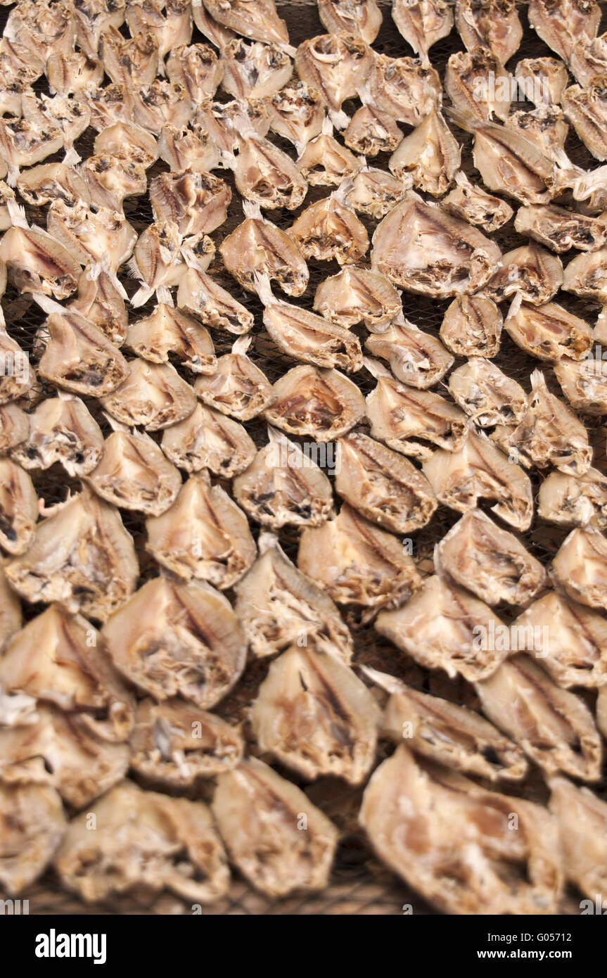 Fish frame hi-res stock photography and images - Alamy