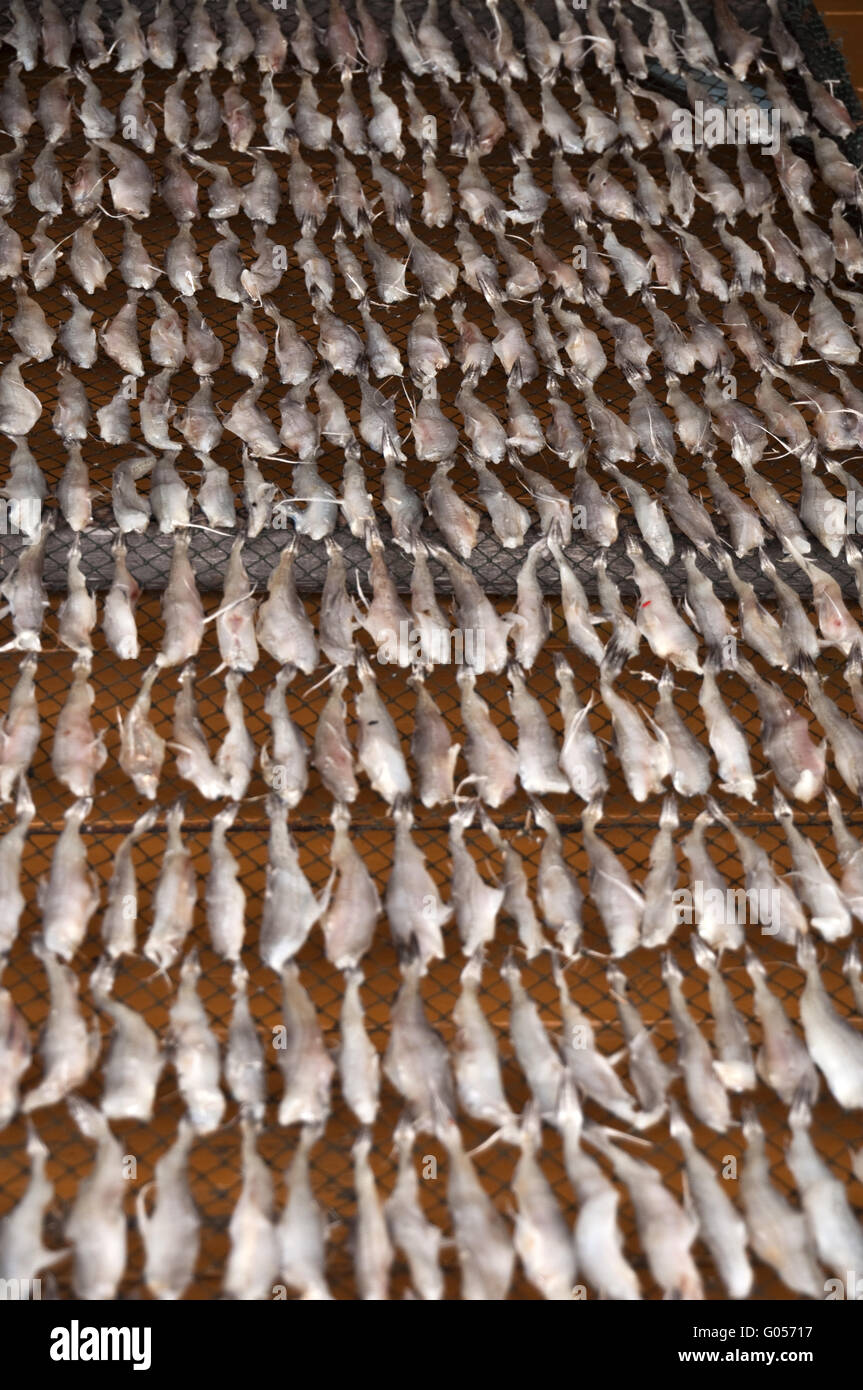 dry fish in lines Stock Photo - Alamy