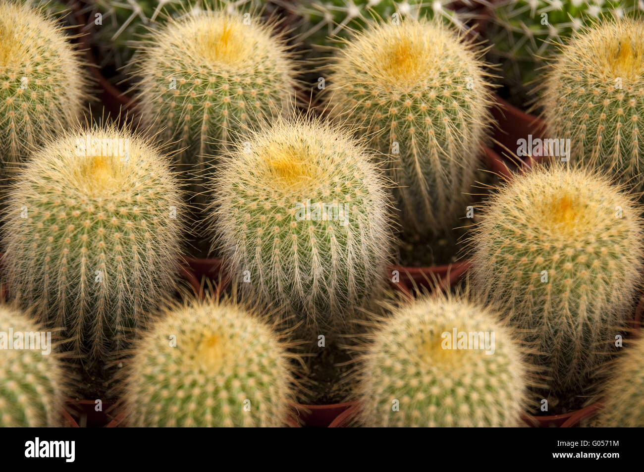 Cactus Shape High Resolution Stock Photography and Images - Alamy