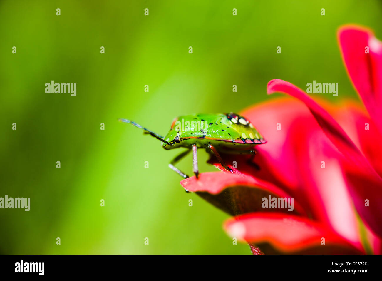 Southern green stink bug (Nezara viridula) larva Stock Photo - Alamy
