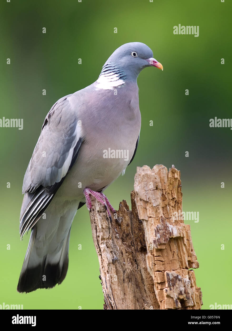 Dove with letter hi-res stock photography and images - Alamy