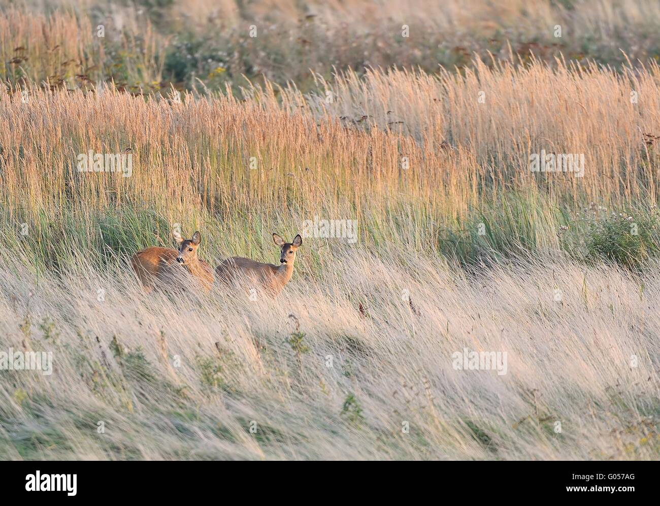 roe deer in the reed Stock Photo - Alamy