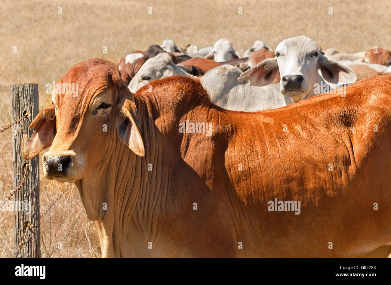 Australian beef herd brown brahman cattle live animals Stock Photo - Alamy