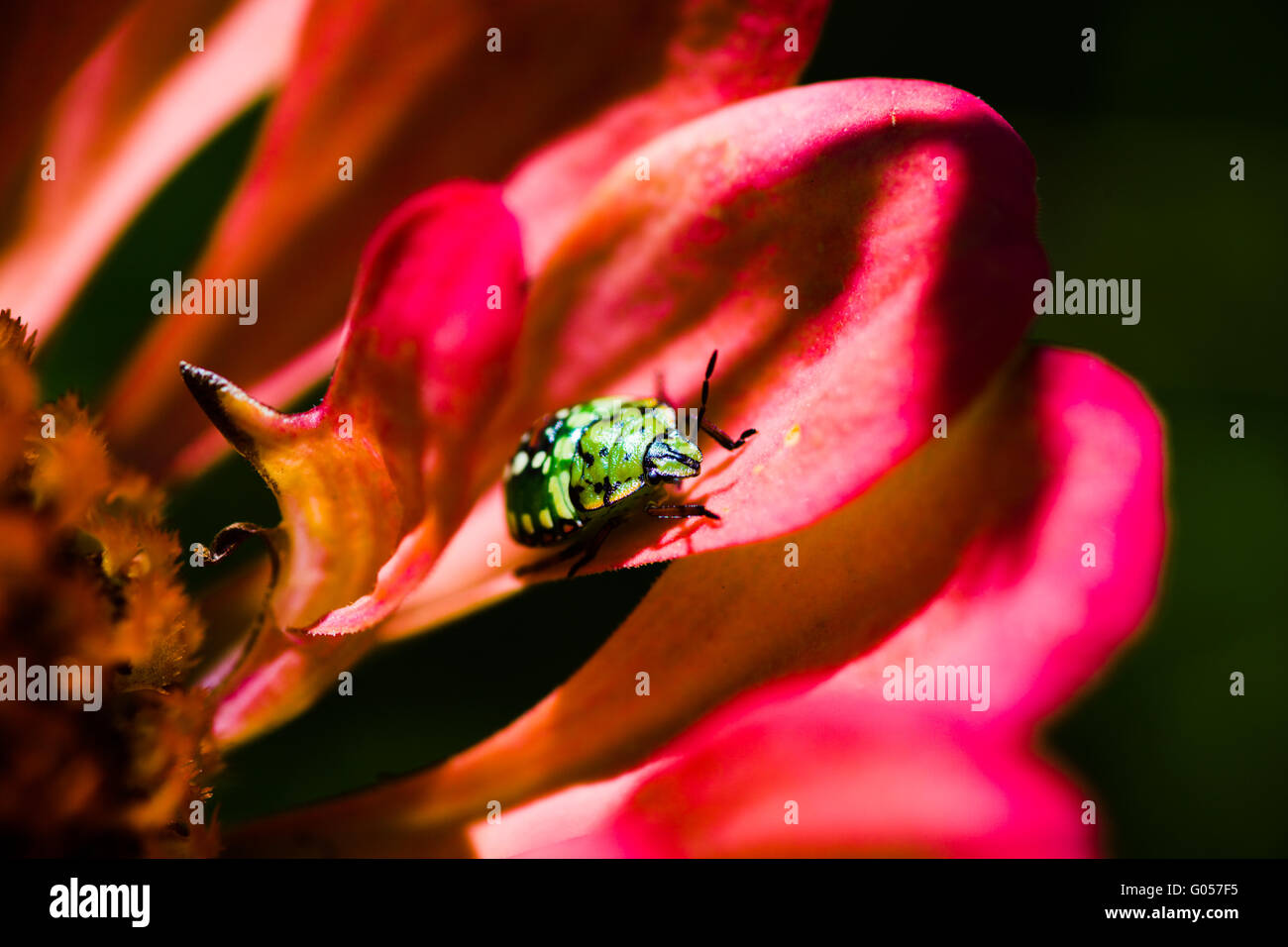 Southern green stink bug (Nezara viridula) larva Stock Photo - Alamy