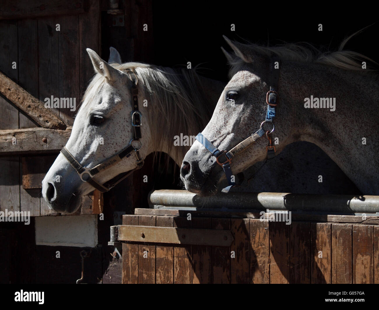 Arab horse stable hi-res stock photography and images - Alamy