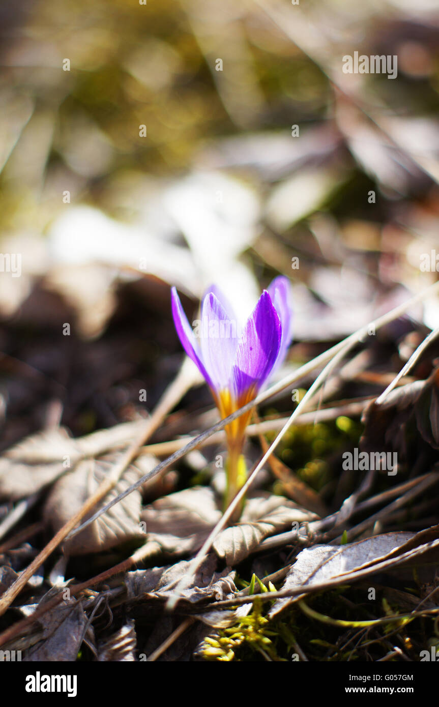 First spring flowers: blue crocus flowers in the wood Stock Photo - Alamy