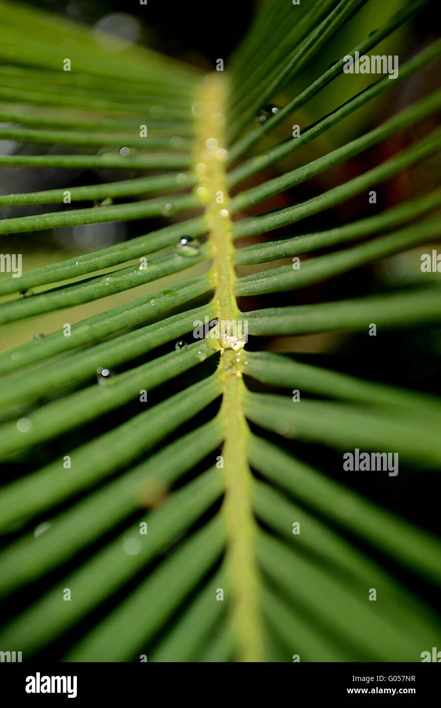 Palm with Waterdrops Stock Photo - Alamy
